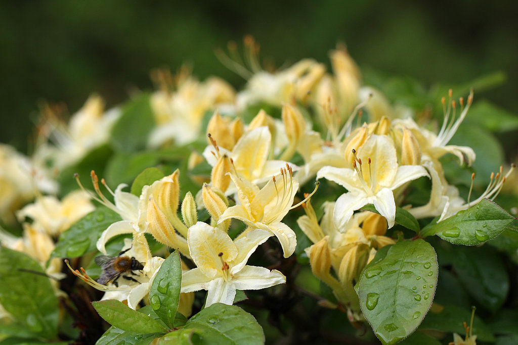 Rododendru raksturojums