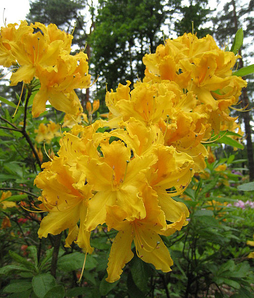 Studenšu korporācijas Selga vārds iemūžināts Latvijas dārzkopības vēsturē