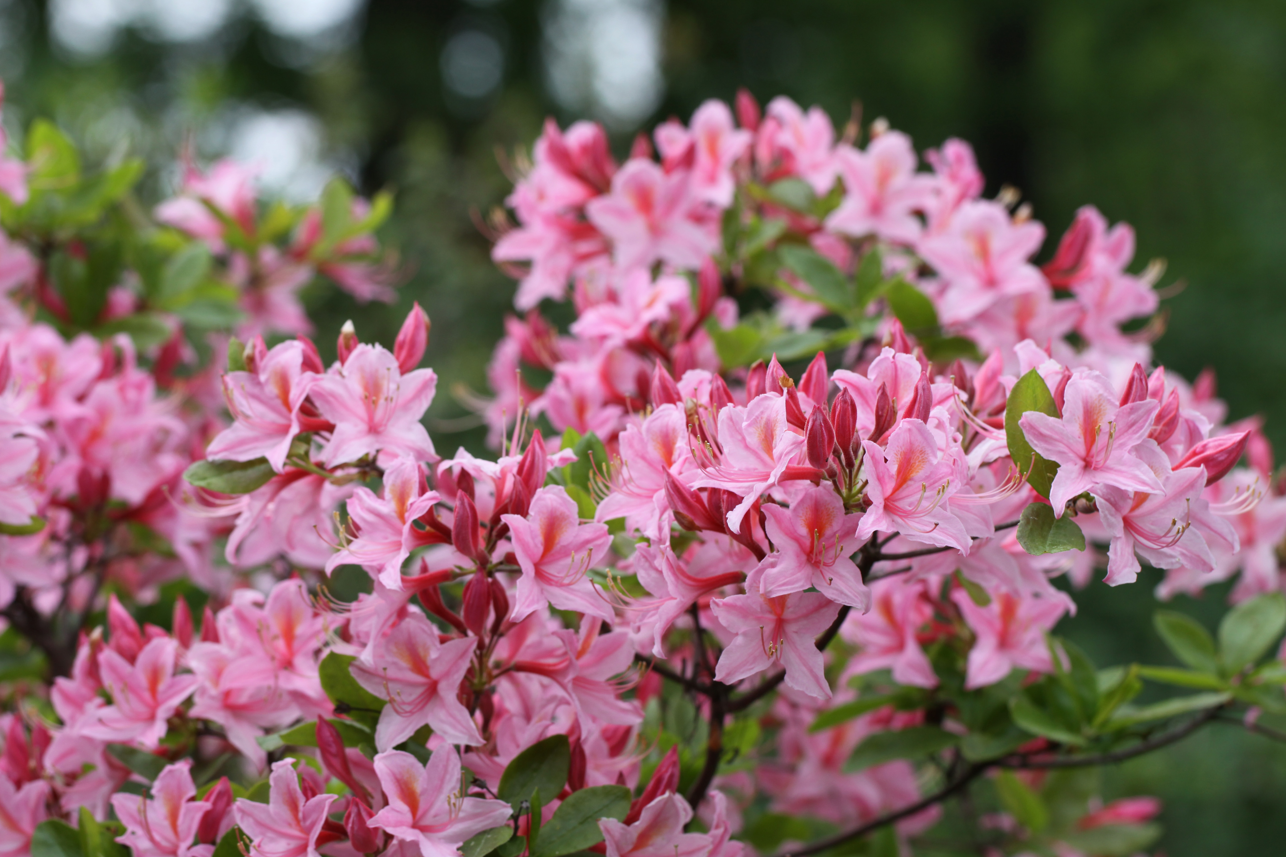 Rododendru raksturojums