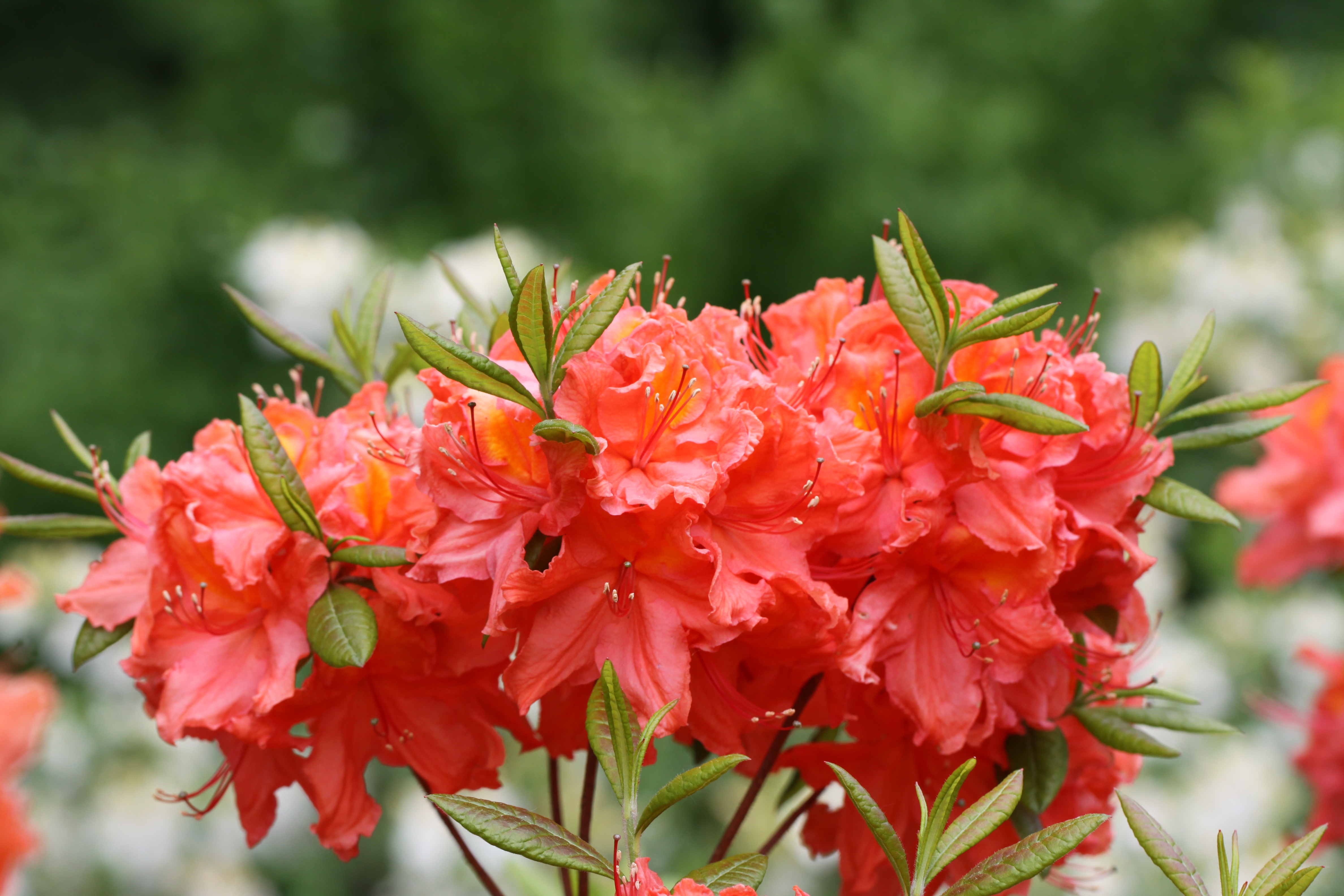 Vasarzaļie rododendri (D-M)