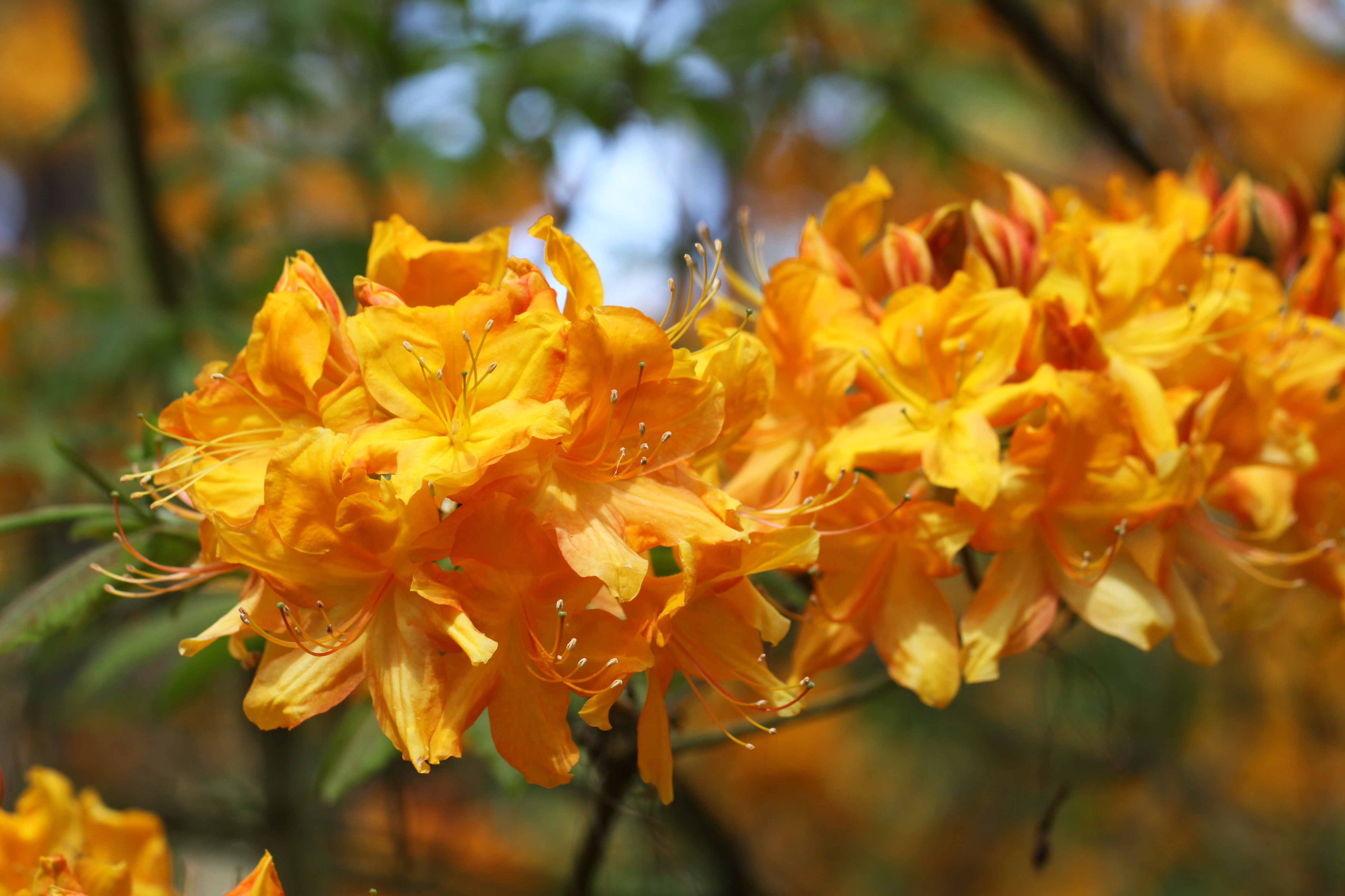 Vasarzaļie rododendri (P-Z)