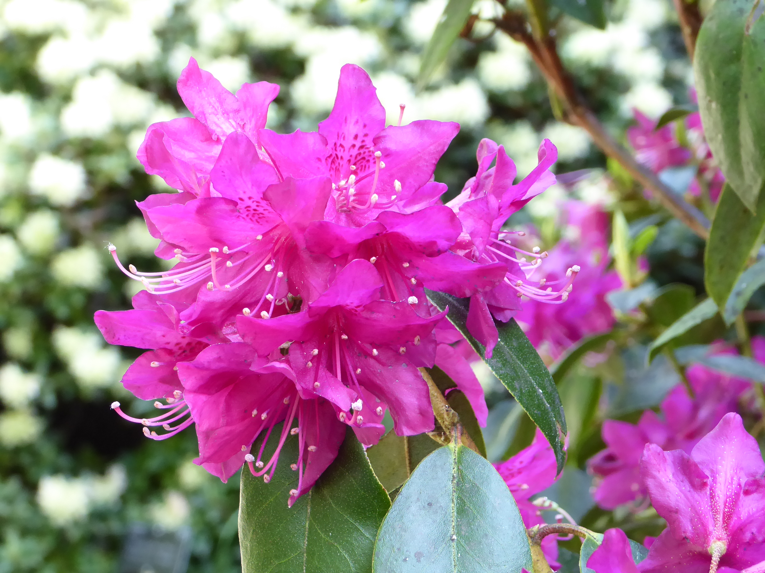 Sīklapu rododendru sugas