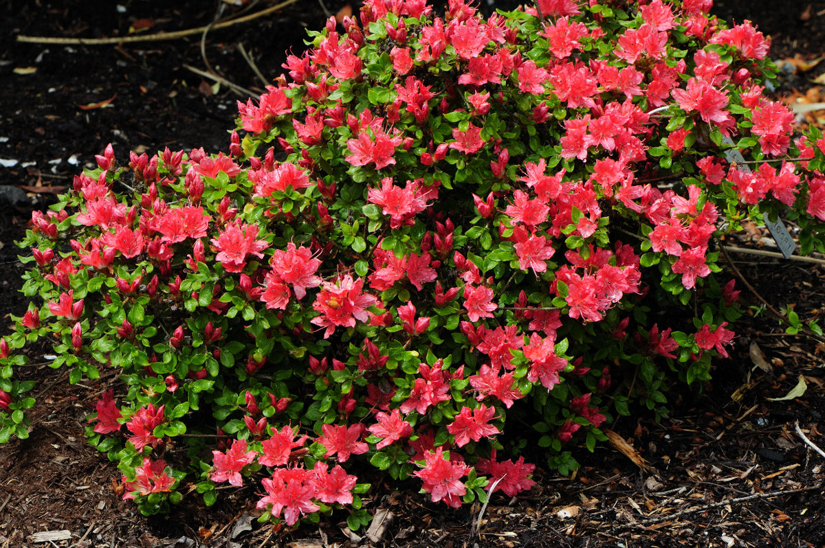 Sīklapu rododendru sugas