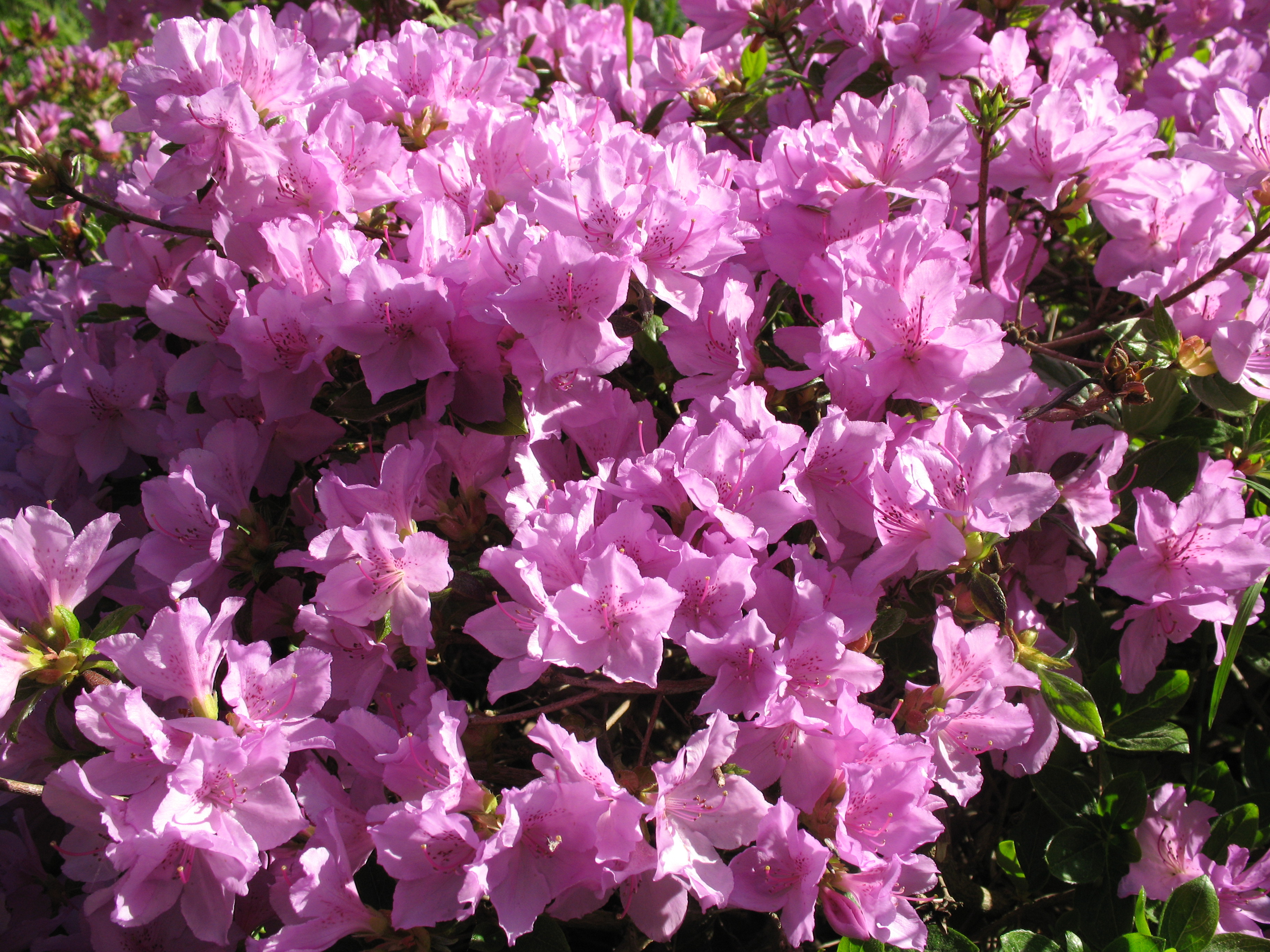 Sīklapu rododendru sugas