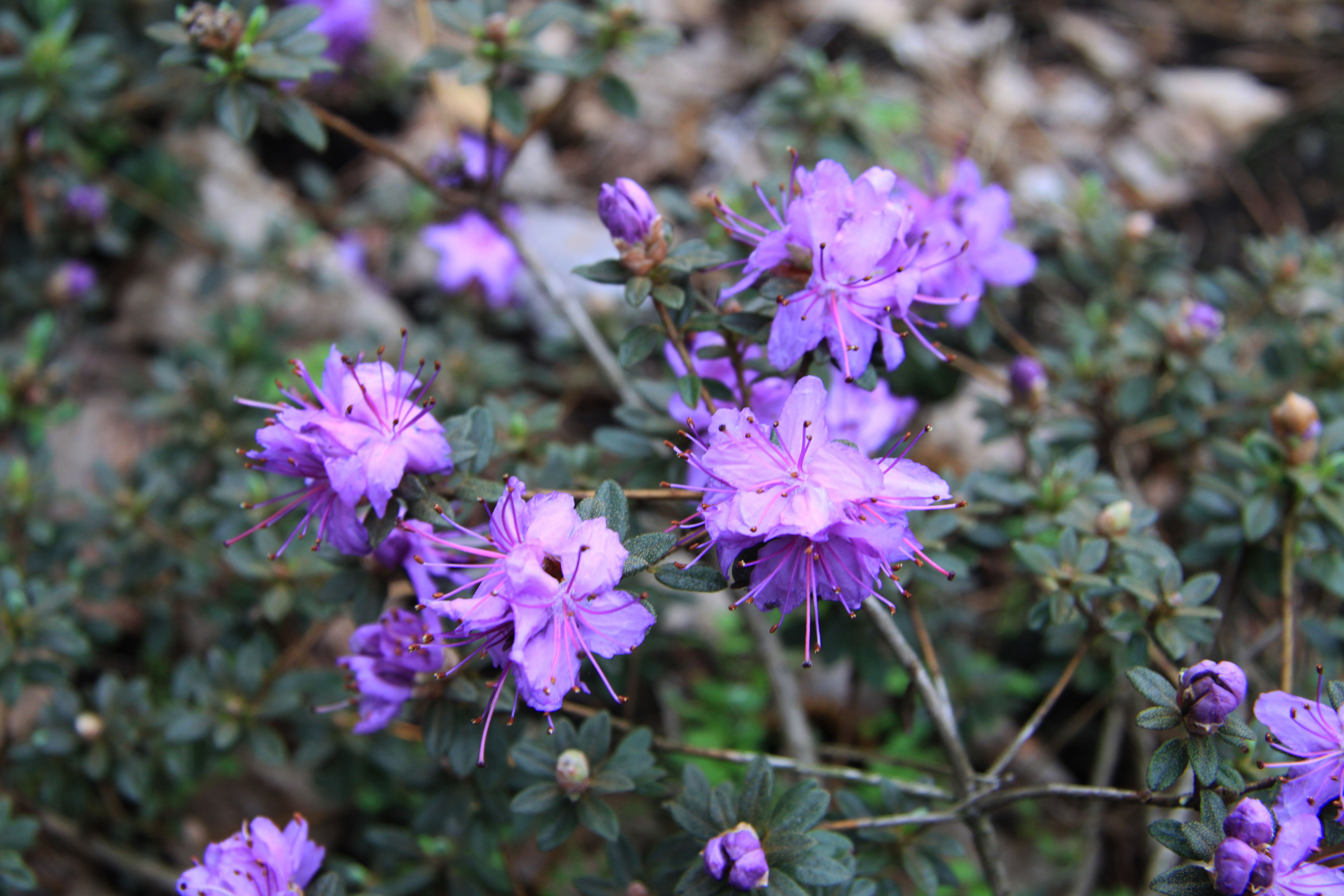 Sīklapu rododendru sugas