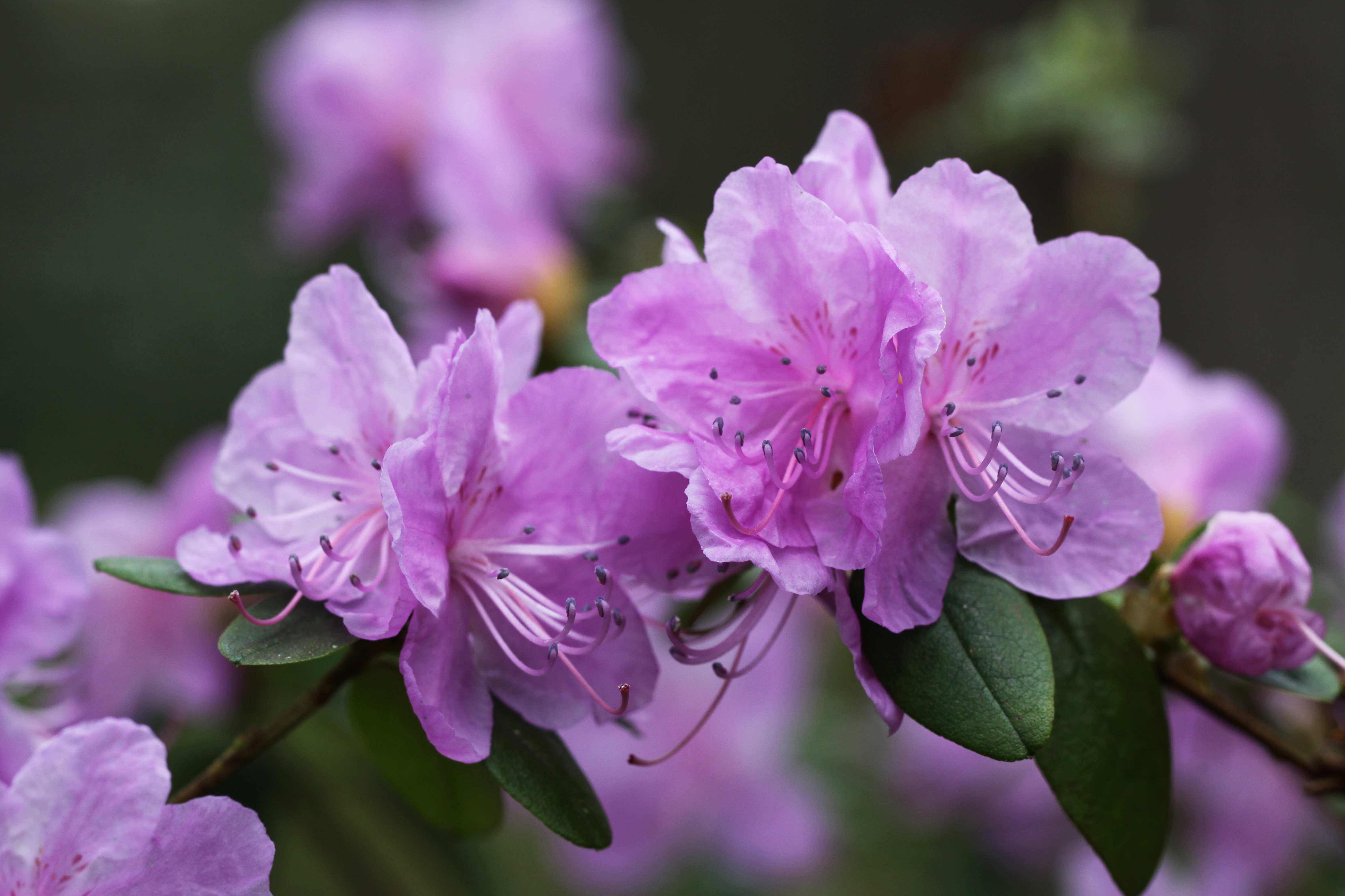 Sīklapu rododendru sugas