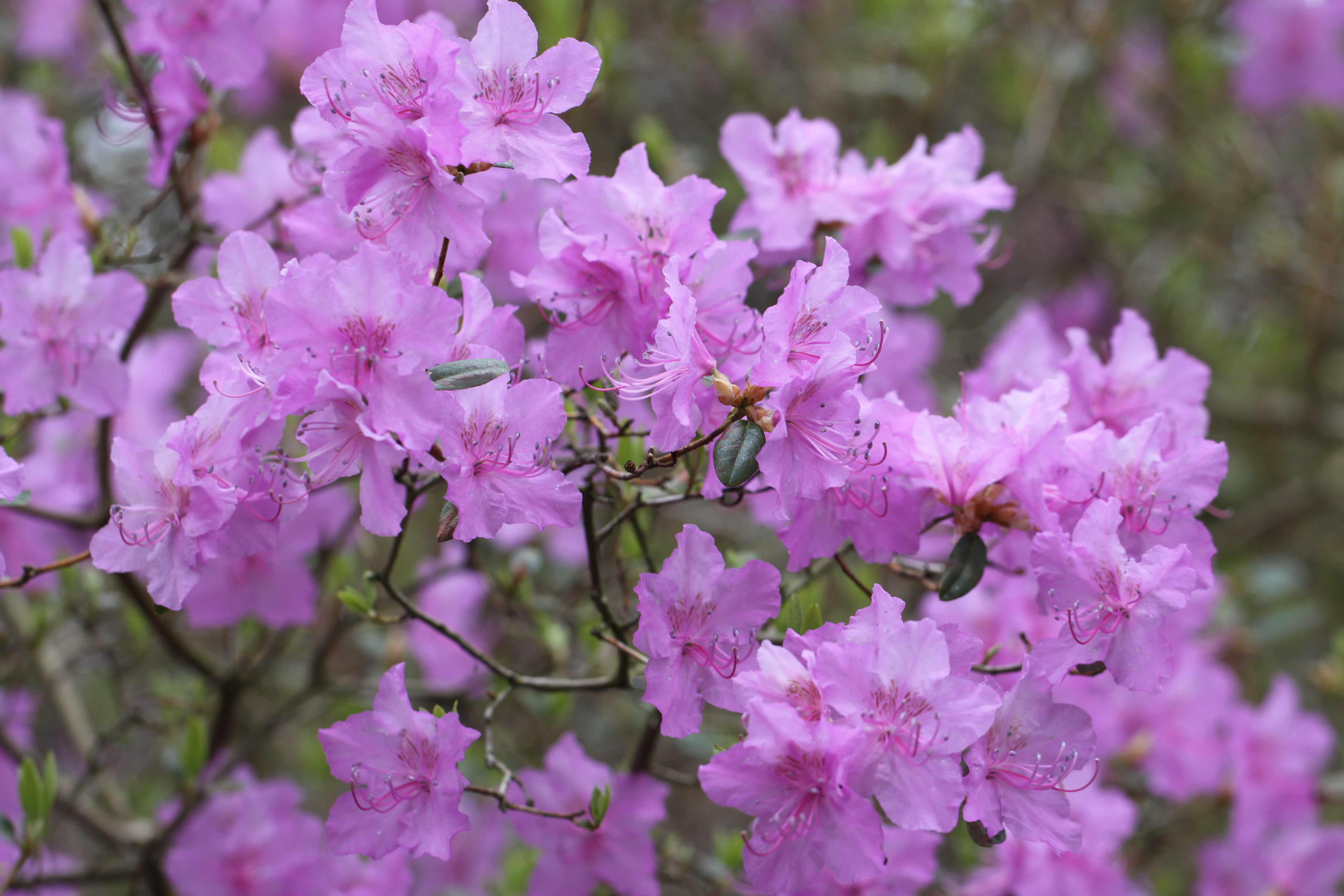 Sīklapu rododendru sugas