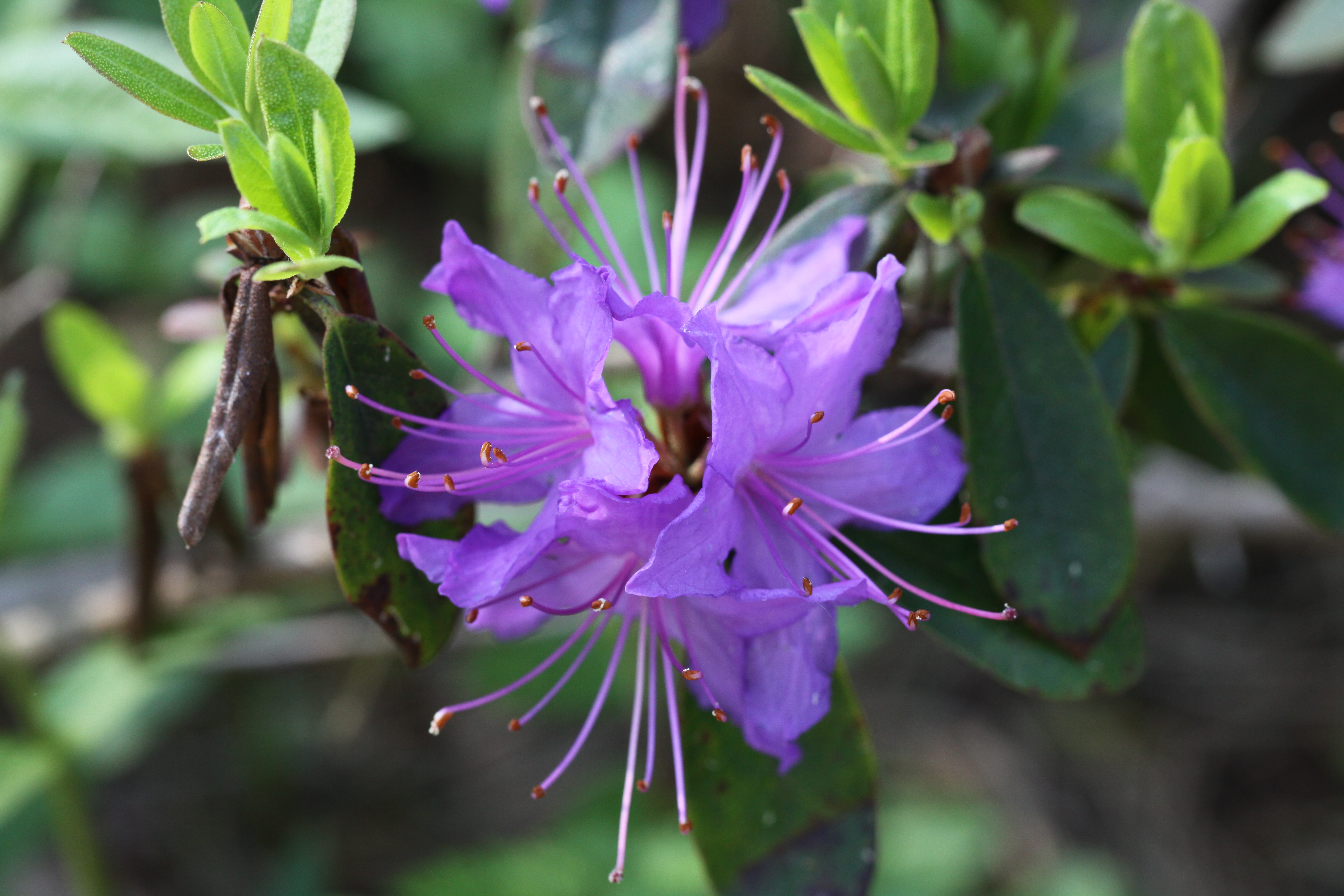 Sīklapu rododendru sugas