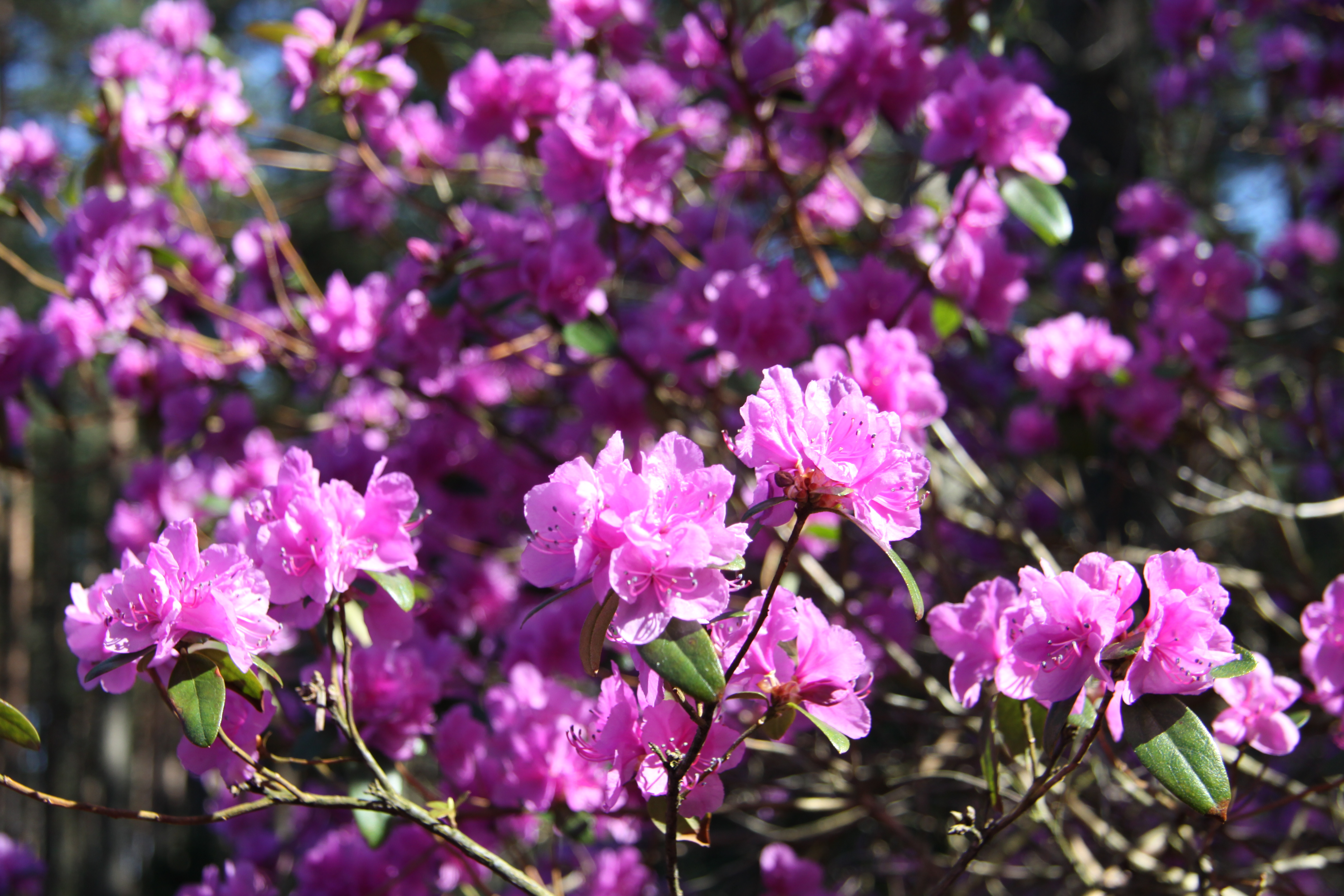 Sīklapu rododendru sugas